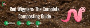 Red Wigglers Composting Guide (Eisenia fetida) | Mimis Worms